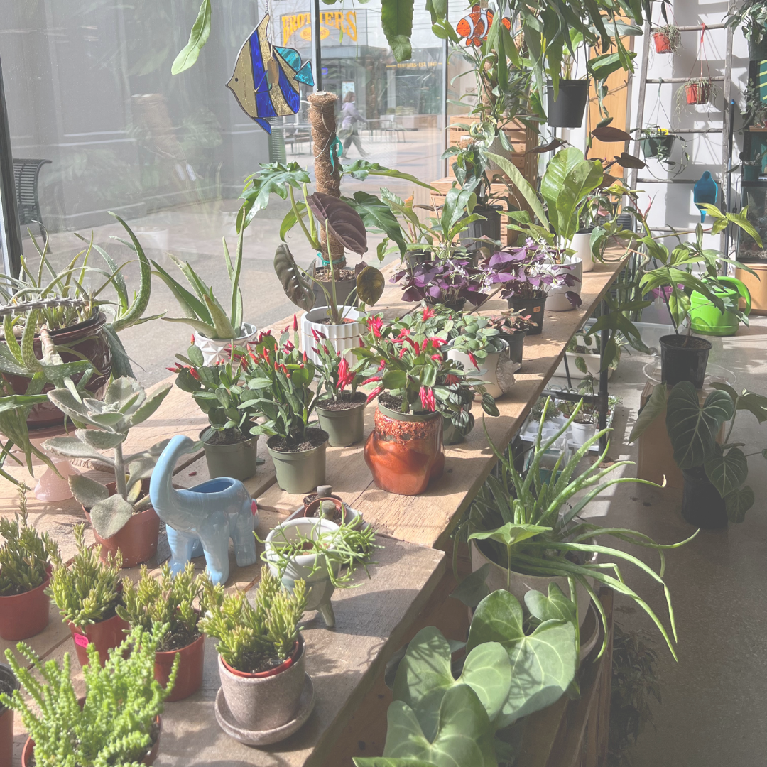 Trade - Newport On The Levee